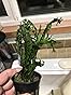 SubstrateSource Lace Java Fern "Windelov" Live Aquarium Plant ...