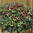 Tomato Seeds 'Red Profusion' Fruit Vegetable Seeds Half-Hardy Annual ...