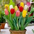 ZABBUS Tulip Flower Bulbs Pack Of 2 Mixed : Amazon.in: Garden & Outdoors