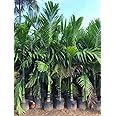 Supari tree plant, plant for supari tree (pack of 2) : Amazon.in ...