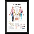 Dermatomes Human Body System, Anatomical Medical Poster, Professional ...
