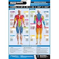 Muscle Groups & Exercises | Anterior & Posterior Muscles & Exercises ...