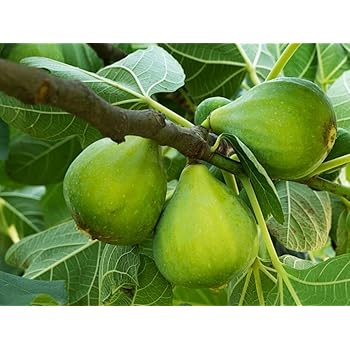 FICHI ALBERO DA FRUTTO ALBERO FICO PIANTA DI FICO "DOTTATO" FRUTTA ...