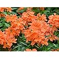 PMK E Store Crossandra/Crossandra Infundibuliformis Firecracker Flower ...