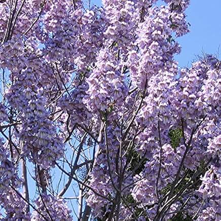 Amazon.co.uk: royal empress tree