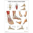 AnatomyStuff Foot & Ankle Anatomy Poster/Chart - 45x60cm, 18x24 inches ...