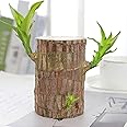 Mini Brazil Lucky Wood, Brazilian Wood, Hydroponic Potted Stump Mini Plant, Lucky Wood Plant ...