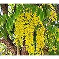 SHOP 360 GARDEN Cassia fistula, Flower of Kerala, Bahava, Golden shower Tree, Amaltas, Indian ...