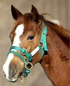 Monty Roberts Dually Headcollar (Extra Small - Green): Amazon.co.uk ...