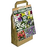You Garden - Summer Flowering Bulb Mixed Pack, 300 Bulbs, 7 Varieties for Summer Long Colour ...