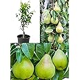 Pear babugosha dwarf grafted live trees Naspati hybrid Pear Fruit Plant ...