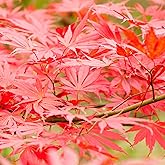 Acer palmatum Taylor - Japanese Maple Tree | Large Outdoor Garden Ready ...