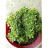 Table Kamini Dwarf Kamini (Murraya Paniculata) without pot 1 Live ...