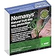 Nemasys Natural Fruit and Veg Protection Nematodes : Amazon.co.uk ...
