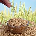 SENO 20Kg Bag Organic Whole Wheat Gehu,Wheat Whole Premium (Sabut Gehu ...