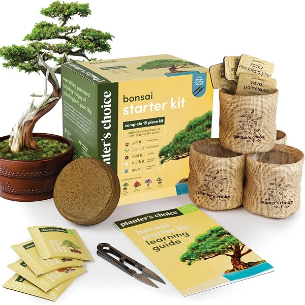 Grow Your Own Bonsai Tree Kit, 5 different varieties