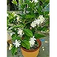 Fragrant Juhi Flower Live Plant | Jui Flower Plant | Jasminum ...