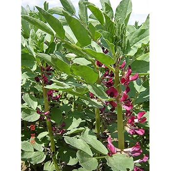 Ackerbohnen Pferdebohnen Vicia faba 1kg: Amazon.de: Garten