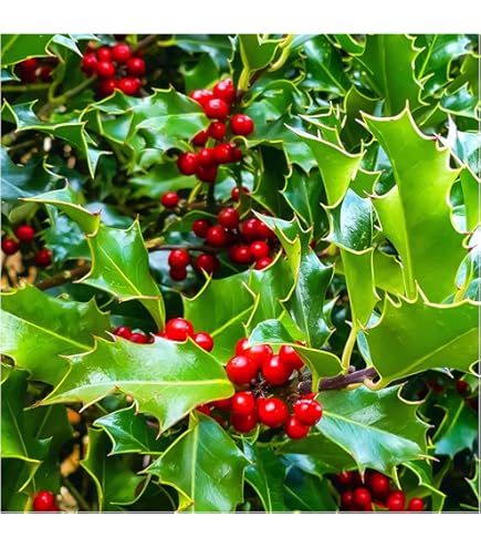 Garden Christmas Tree Ilex Aquilfolium Alaska - Holly - Large Bushy ...