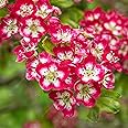 Crataegus Laevigata 'Crimson Cloud' | Midland Hawthorn | Garden Tree ...