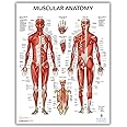 Anatomy Lab Muscular System Anatomical Poster - LAMINATED - High ...