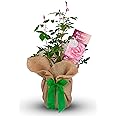 Happy Retirement Rose Bush Gift Wrapped - Help A colleague Or Friend ...