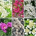 5m Flowering Mixed Native Country Hedging Plants, 25 Plants, 6 Different Varieties : Amazon.co ...