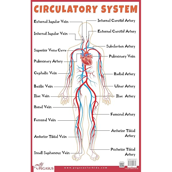 Human Heart Circulatory System Diagram Chart Framed Poster Double