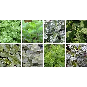 Indian Mint Satureia douglasii mint scented trailing herb basket plant ...