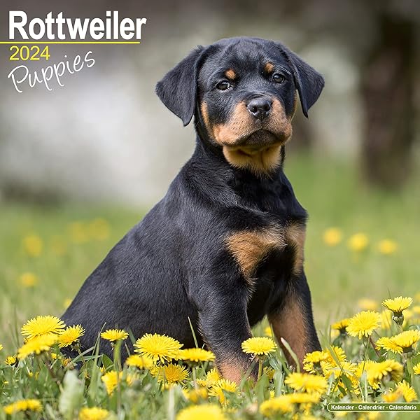 Rottweiler Windhond Mix Enig Idee Wat Voor Ras(sen) Mijn Puppy's Zijn?
