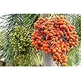 Supari Palm Fruit Tree Assam Supari, Live Hybrid Arecanut Betel plant ...