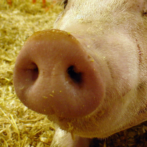 Animal Noses: Amazon.co.uk: Appstore for Android