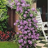 Guruji Plantation Rare English Varieties Red Climbing Rose Live Flower ...