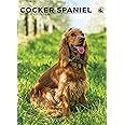 Cocker Spaniel 2025 - A3 Size Wirobound Calendar : Amazon.co.uk ...