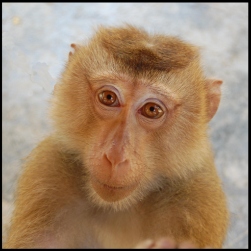 Monkey Species Trivia Quiz: Amazon.co.uk: Appstore for Android