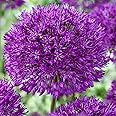Carbeth Plants - 10 x Allium Purple Sensation Spring Bulbs - Summer Flowering Perennial - UK ...