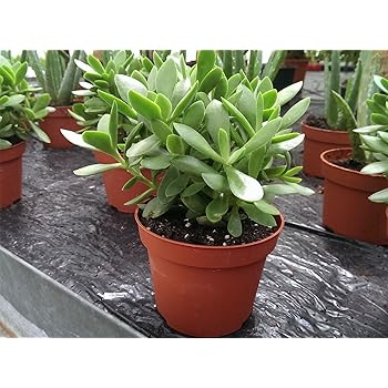 Money plant Crassula ovata Convoluta - 1 plant: Amazon.co.uk: Garden ...