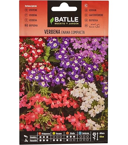 Colores De Verbena Peruana Aloysia Citrodora Wikipedia, La