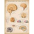 Palace Learning Vintage Brain Anatomy Poster - Laminated - Anatomical ...