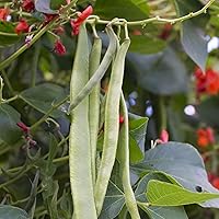 PREMIER SEEDS DIRECT - Runner Bean - ENORMA - Exhibition Variety - 60 ...