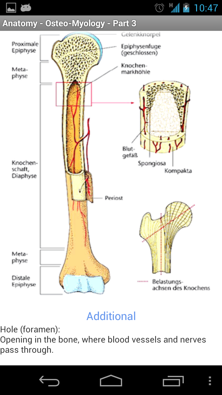 Anatomy - Osteo-Myology - Part 3 : Amazon.co.uk: Apps & Games