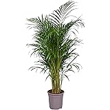 Plante d'intérieur - Plante pour la maison ou le bureau ...