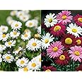 50+ Seeds- Mix Colour Pyrethrum Flower Seeds - Natural Insect Repellent ...