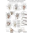 Pocket Anatomy Laminated Hand & Wrist Anatomy Poster - 18x24 Inch Joint ...