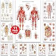 11 Human Anatomy Posters - Medical Posters, Skeletal, Male Female ...