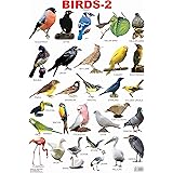 Buy Insect Educational Wall Chart For Kids - Both Side Hard Laminated ...