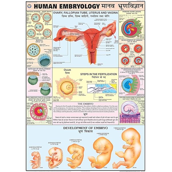 Male Reproductive System Chart Wall Chart 9781930633964 Medicine
