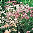 Achillea Colorado, 6 Hardy Perennial Plug Plants : Amazon.co.uk: Garden