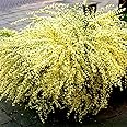 CYTISUS PRAECOX Warminster Broom DECIDUOUS Shrub Hardy Garden Plant in ...