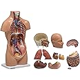 LABZIO Mini Human Torso Anatomical Model – 50cm Medical Science Body ...